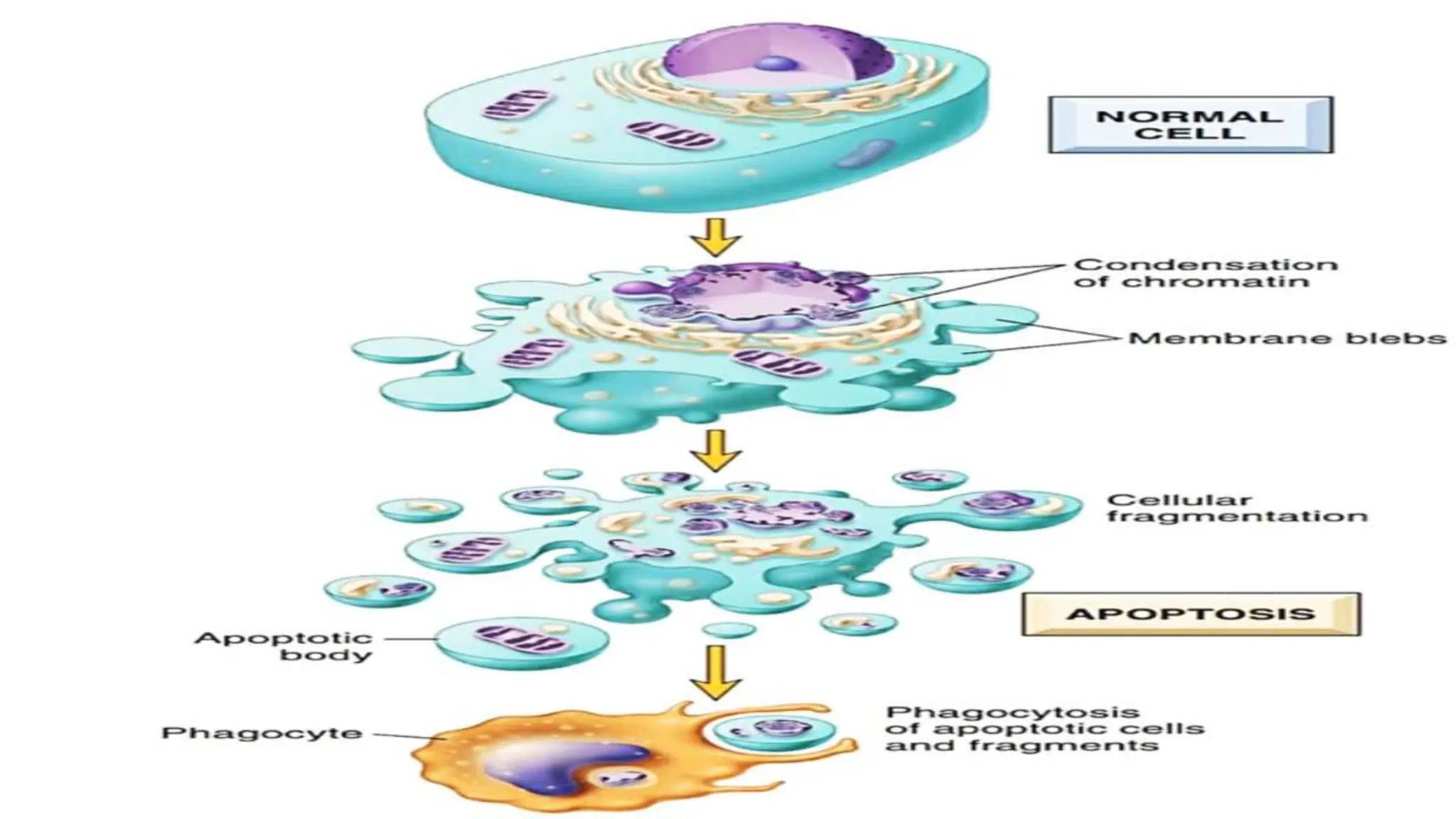 Apoptosis pathology medical laboratory' (1).pptx