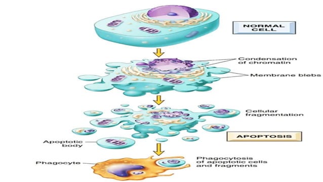 Apoptosis pathology medical laboratory' (1).pptx