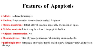 Apoptosis pathology medical laboratory' (1).pptx