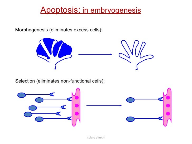 Apoptosis