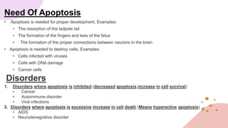 Apoptosis | PPT