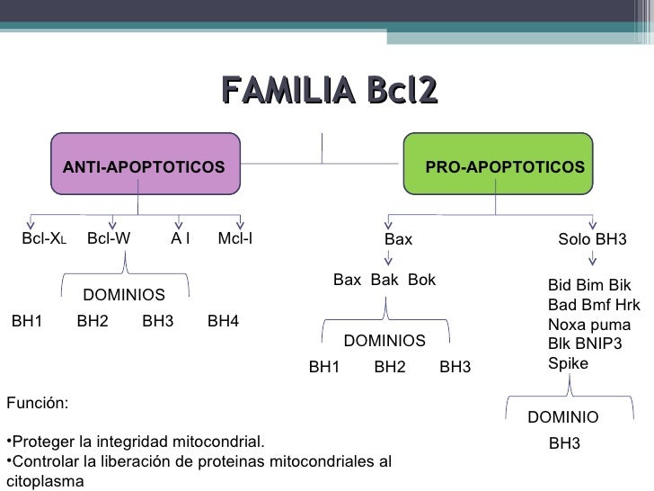 Apoptosis Periodoncia