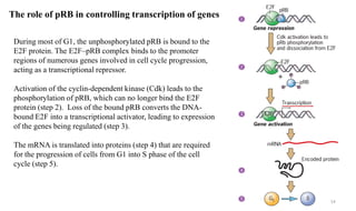 Apoptosis and CANCER biology 2020.pdf