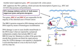 Apoptosis and CANCER biology 2020.pdf