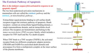 Apoptosis and CANCER biology 2020.pdf