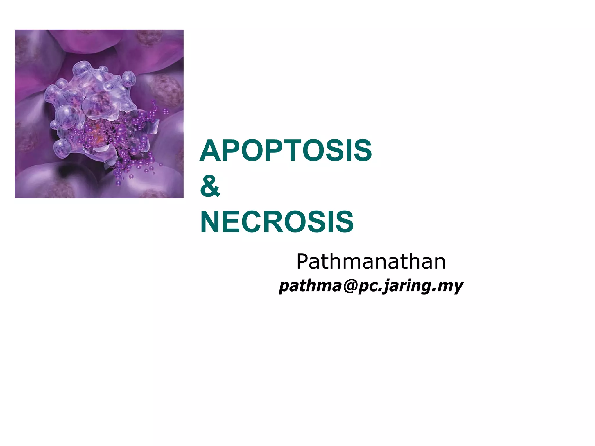 Apoptosis And Necrosis - Year 1 | PDF