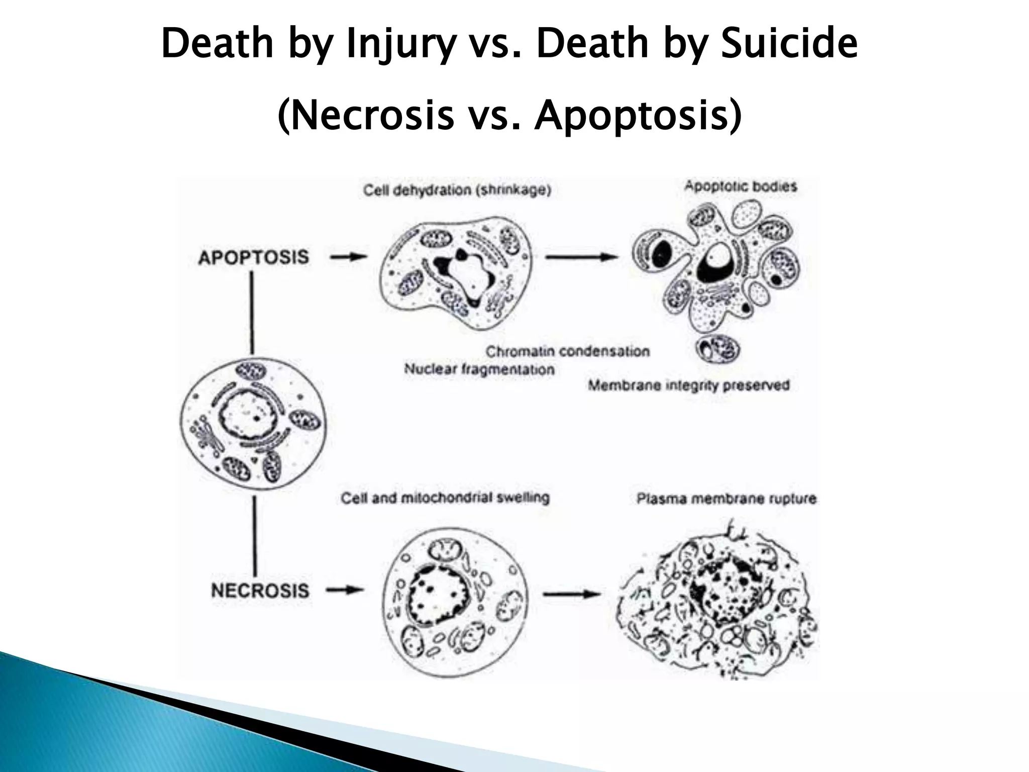 Apoptosis and neurological disorders | PPT