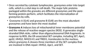 cell bodies Apoptosis and Phagocytosis.pptx
