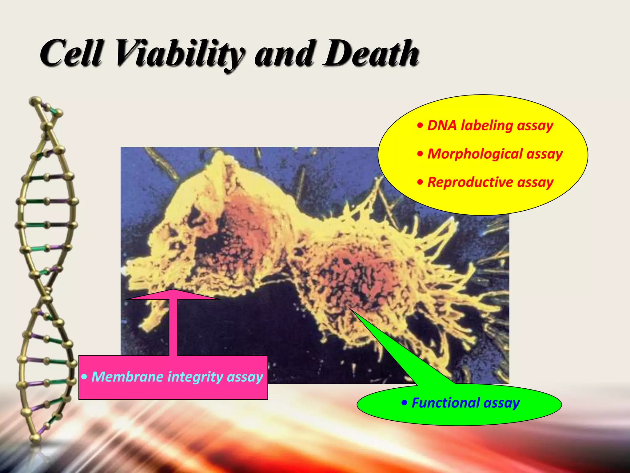 Apoptosis Assays Detection And Methods Pptx Biological Sciences