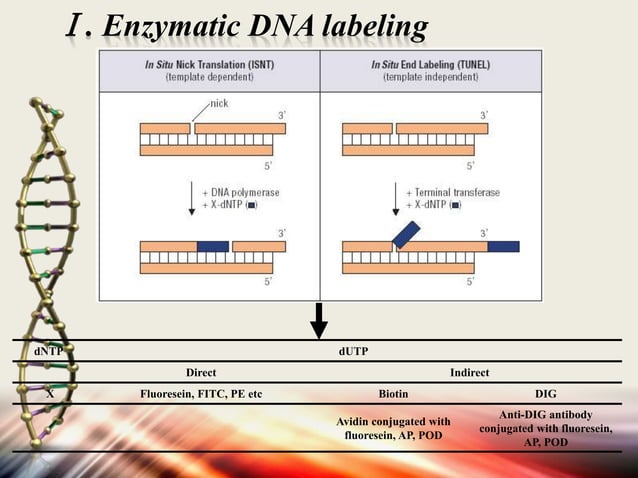 Apoptosis Assays Detection And Methods Pptx Biological Sciences