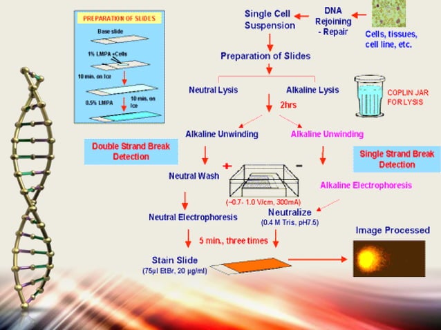 Apoptosis Assays Detection And Methods Pptx Biological Sciences