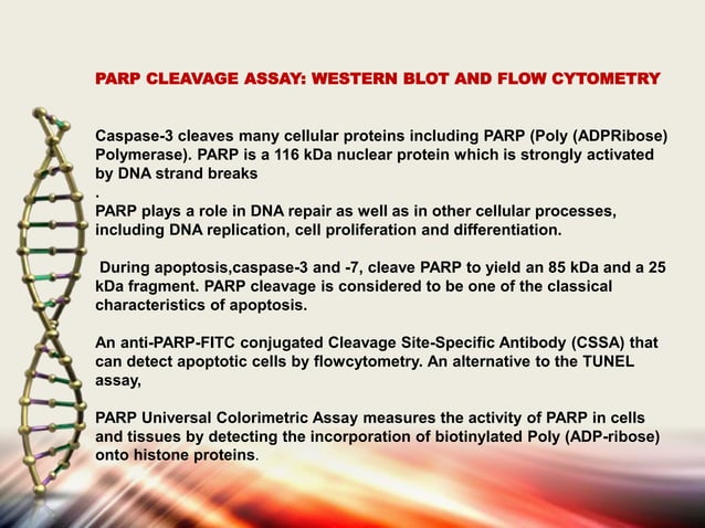 Apoptosis Assays Detection And Methods Pptx Biological Sciences