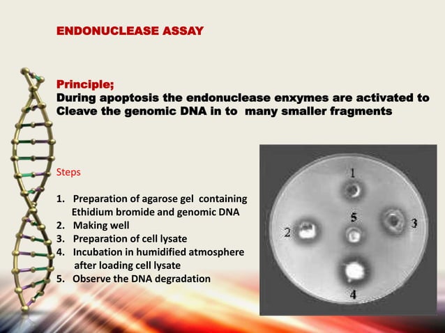 Apoptosis Assays Detection And Methods Pptx Biological Sciences