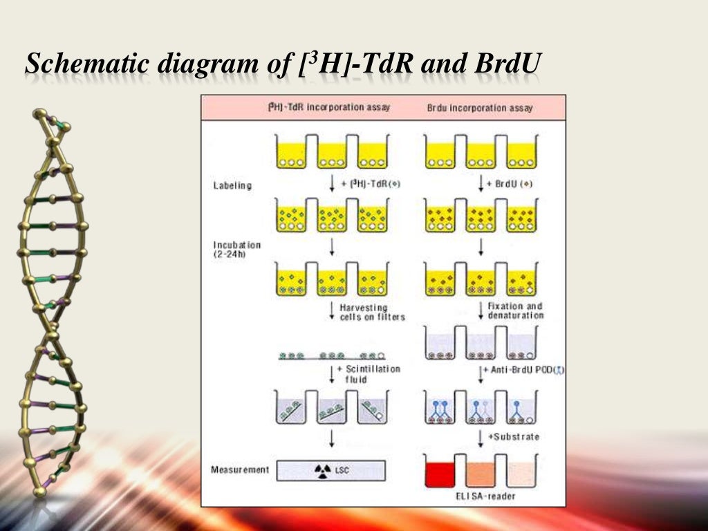 Apoptosis Assays Detection And Methods