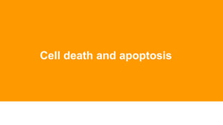 apoptosis cancer biology.pptx