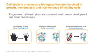 apoptosis cancer biology.pptx