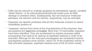 apoptosis cancer biology.pptx