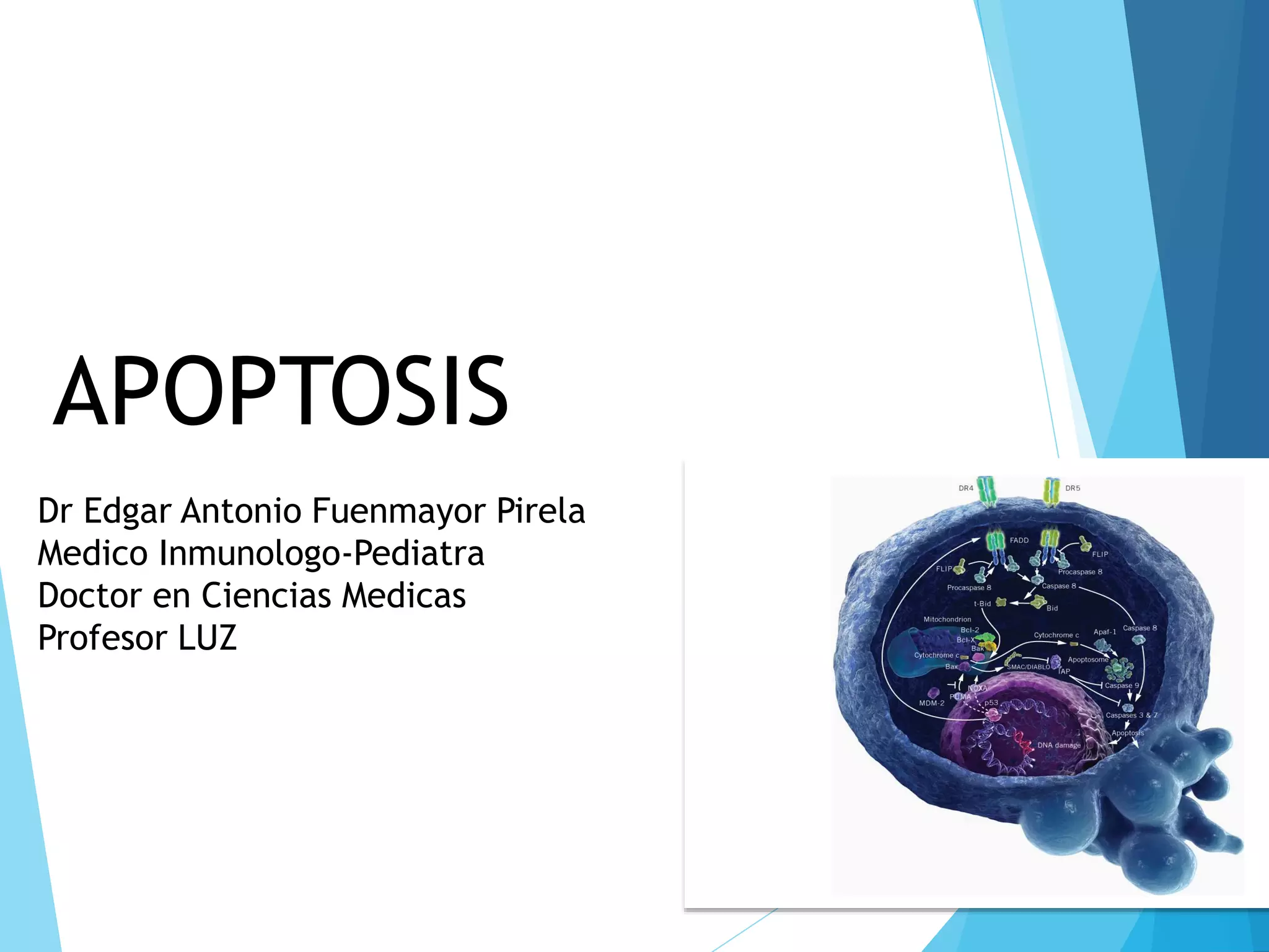 APOPTOSIS CELULAR.pptx