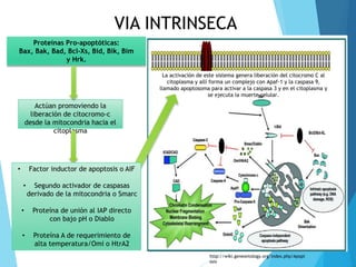 APOPTOSIS CELULAR.pptx