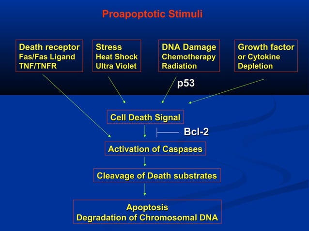 Apoptosis, dna damage and repair handout | PPT