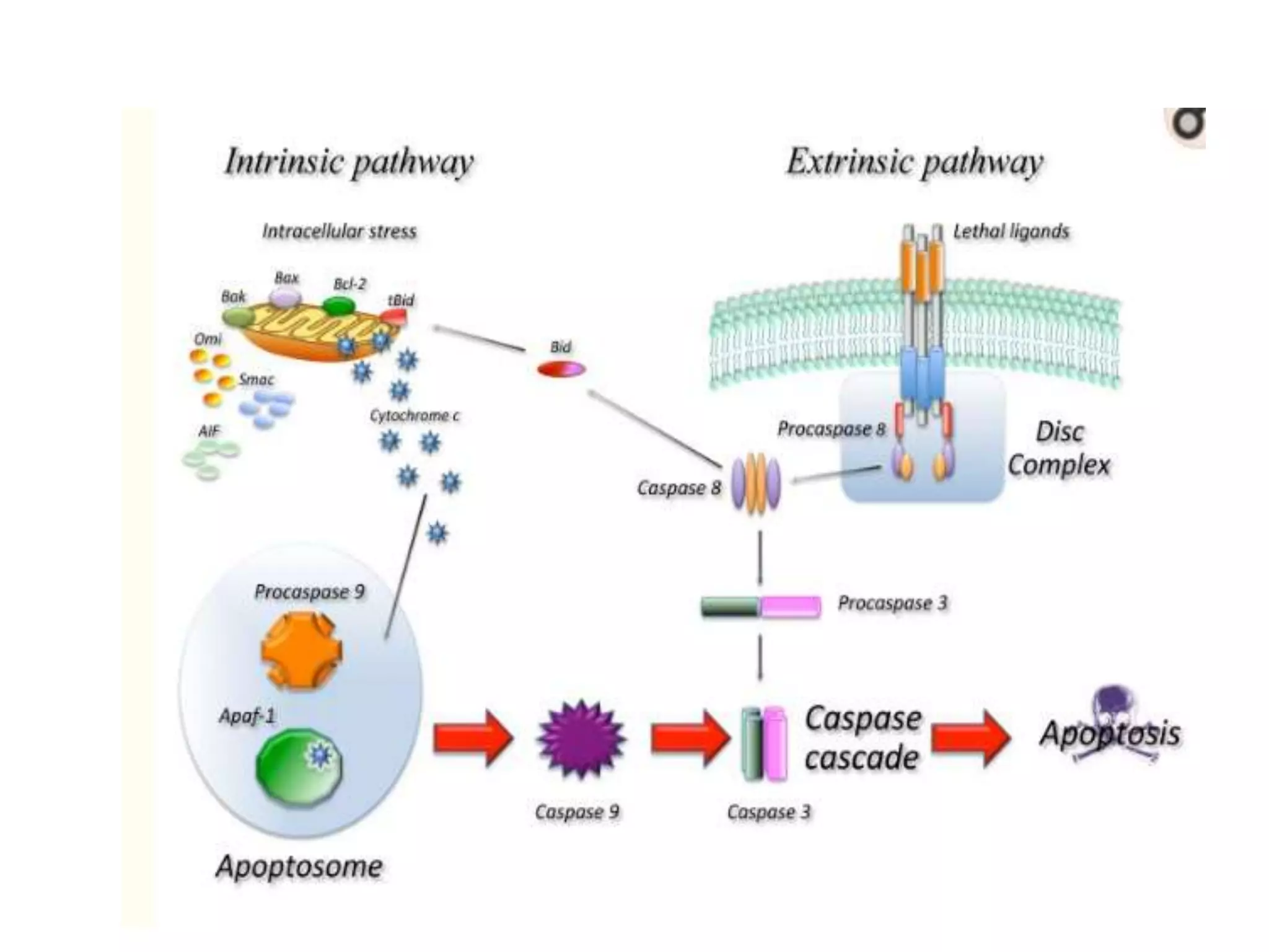 Apoptosis extrinsic pathway | PPTX
