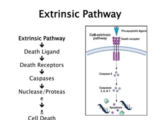 Apoptosis extrinsic pathway | PPTX