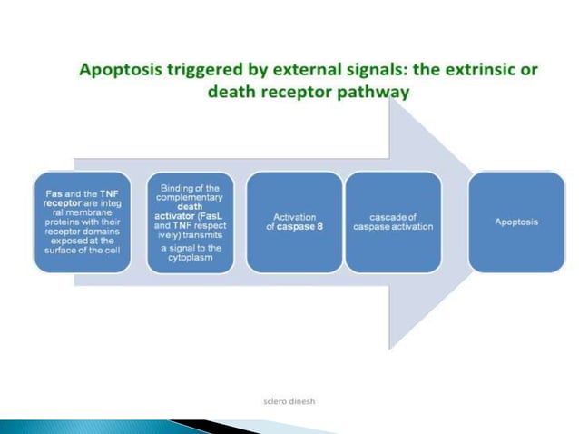 apoptosis extrinsic path way.pptx