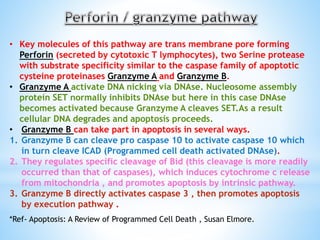Apoptosis | PPTX