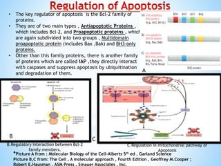 Apoptosis | PPT
