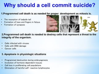 Apoptosis | PPT