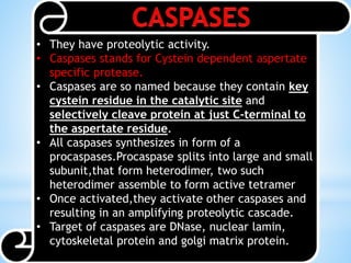 Apoptosis | PPTX
