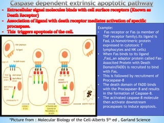 Apoptosis | PPT