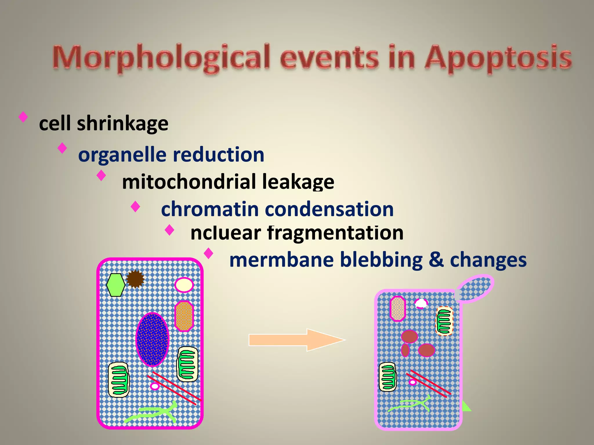 APOPTOSIS : The programmed cell death | PPTX