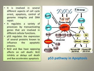 APOPTOSIS : The programmed cell death | PPTX