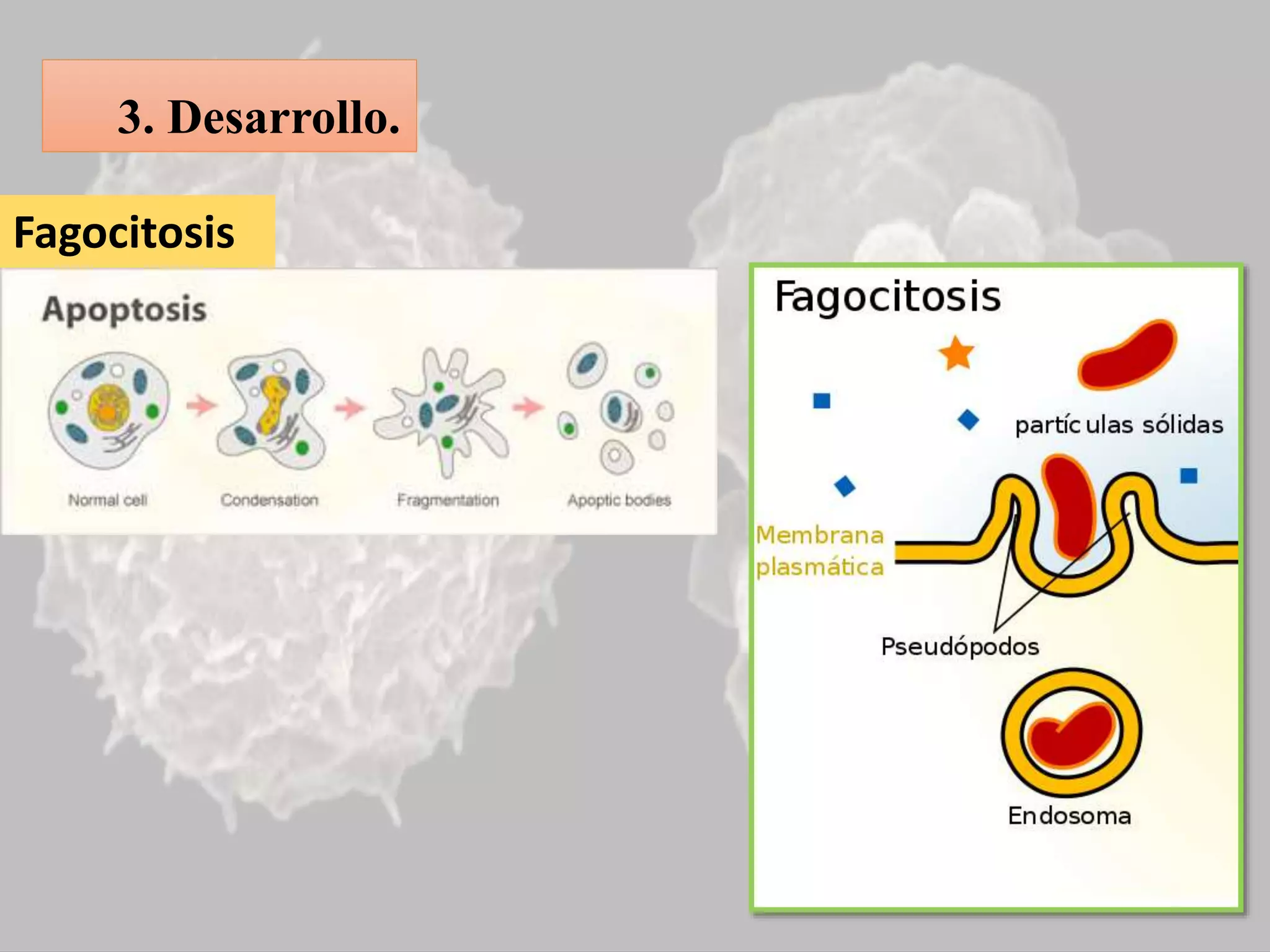 Funciones de la apoptosis | PPT