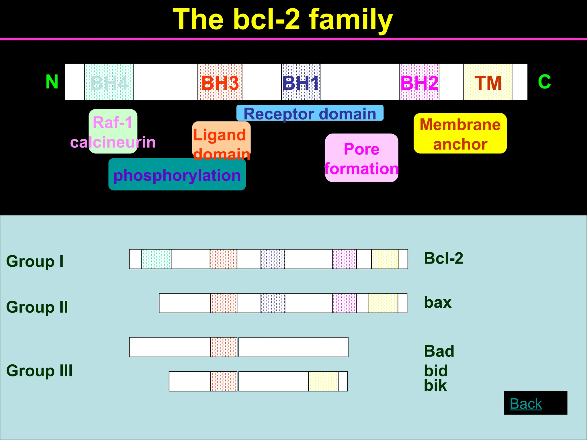 General Description of Apoptosis and other types of Irreversible cell ...