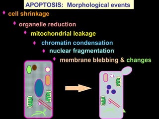 General Description of Apoptosis and other types of Irreversible cell ...