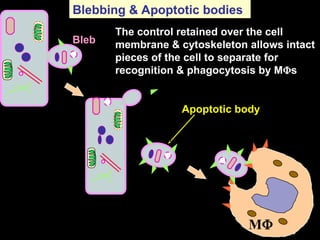 General Description of Apoptosis and other types of Irreversible cell ...