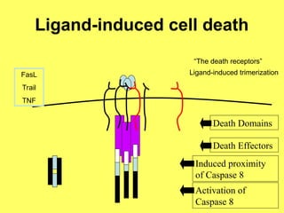 General Description of Apoptosis and other types of Irreversible cell ...