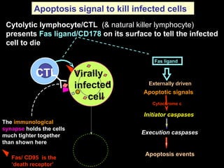 General Description of Apoptosis and other types of Irreversible cell ...