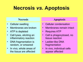 General Description of Apoptosis and other types of Irreversible cell ...