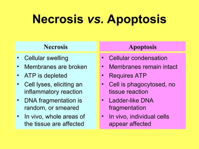 General Description of Apoptosis and other types of Irreversible cell injury General Pathology.ppt