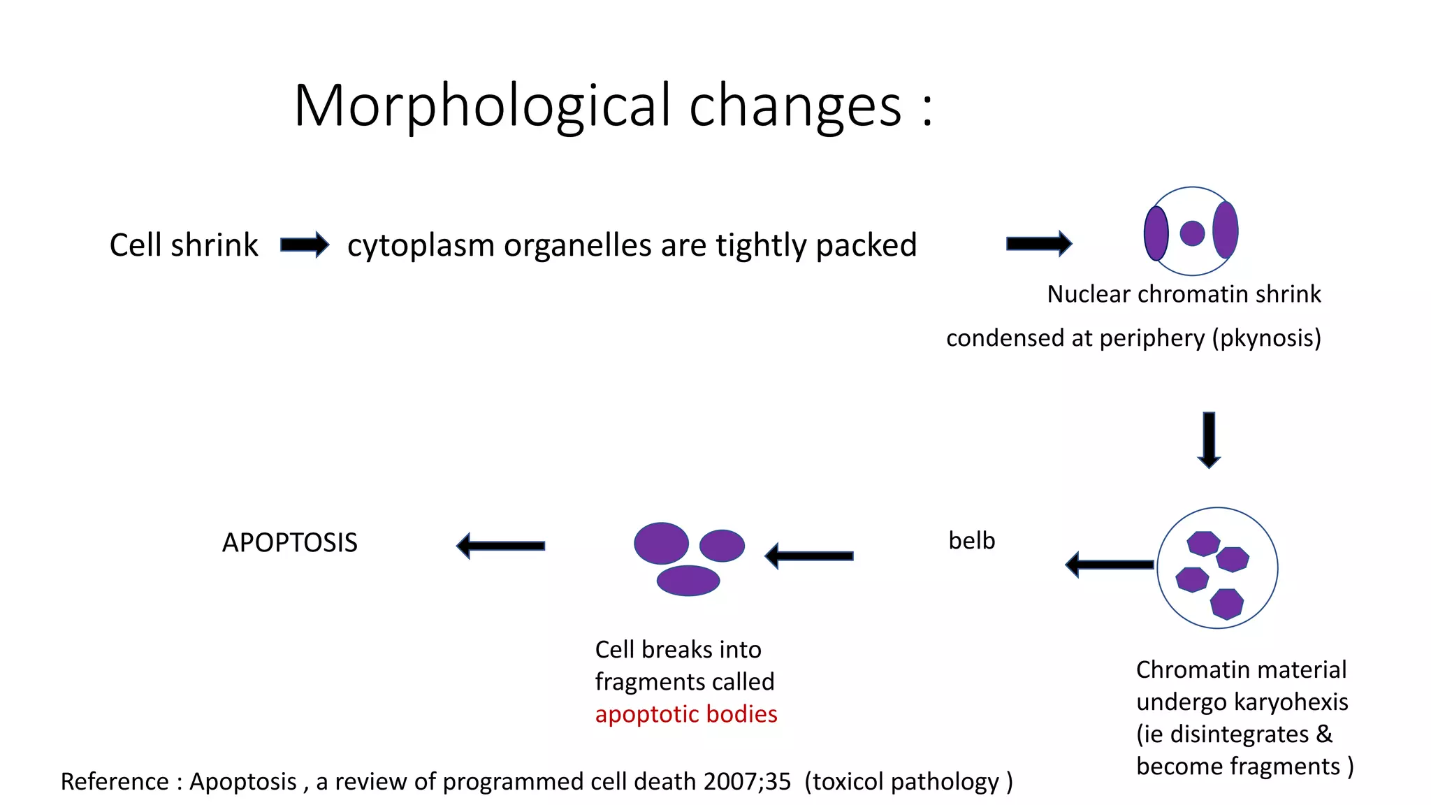 Apoptosis & it’s significance in oral diseases.pptx