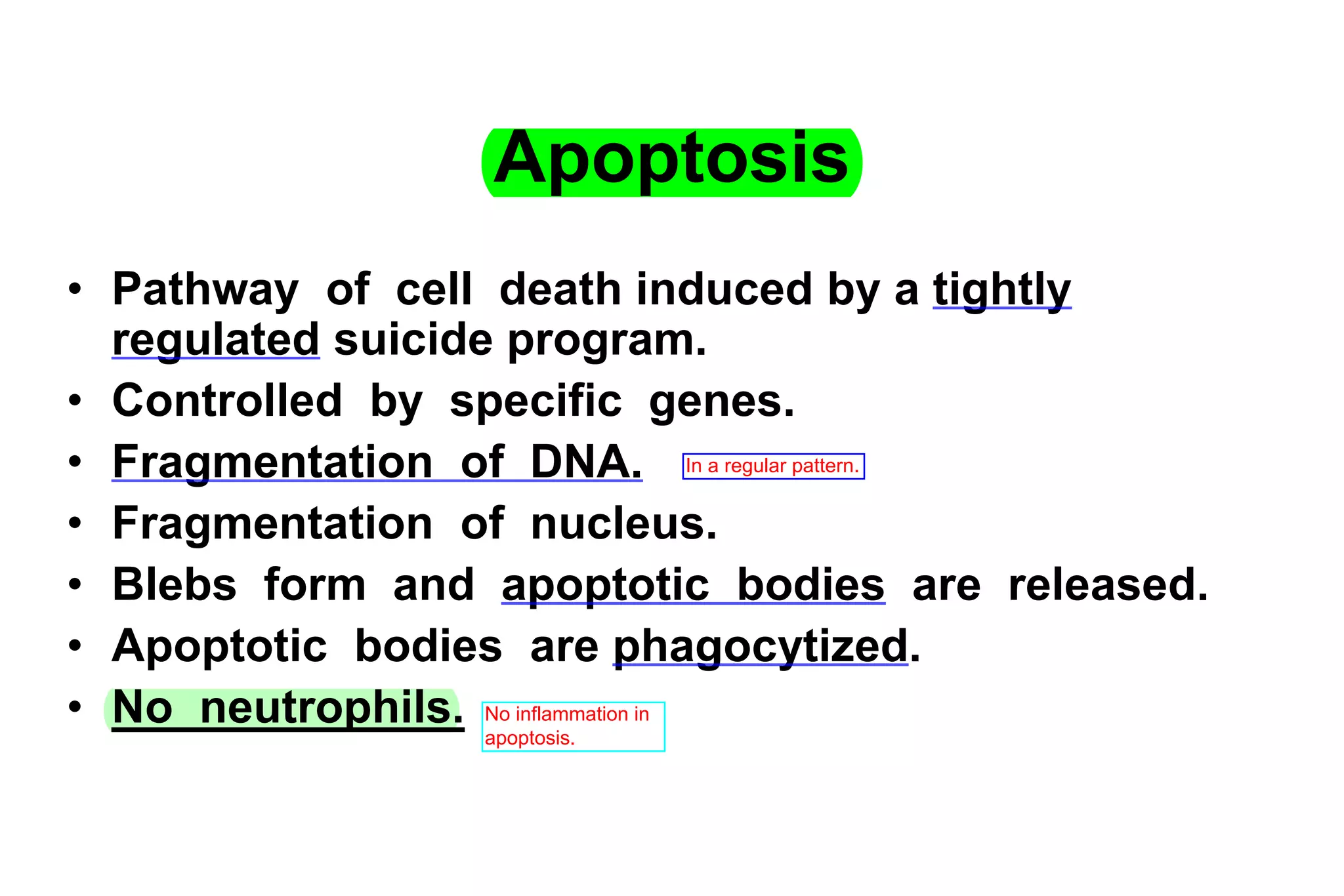 apoptosis lecture-powerpoint slides (1) (1).pdf | Biological Sciences ...