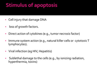 Apoptosis made easy | PPTX