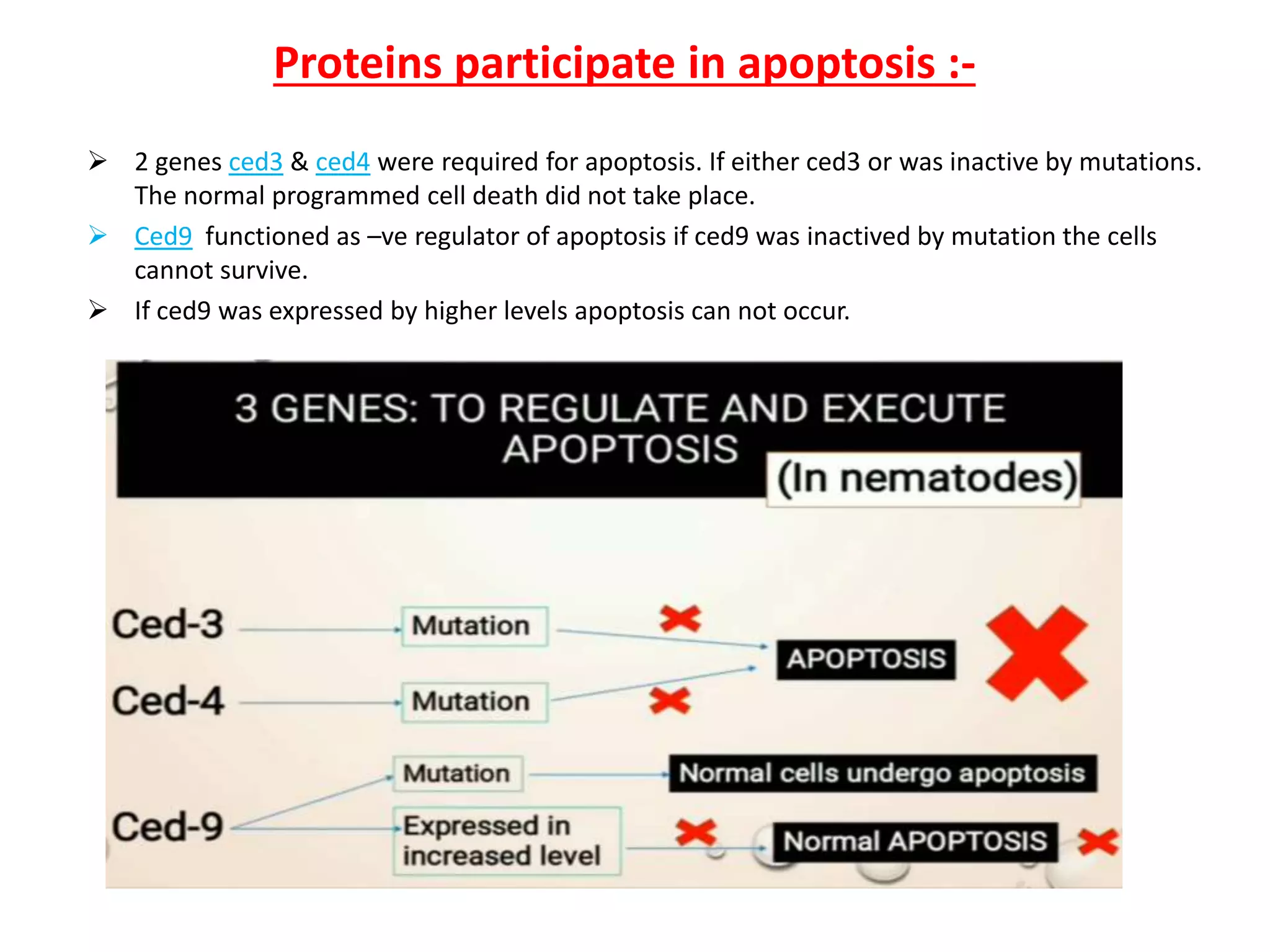 Apoptosis regulation by BCL-2 | PPTX