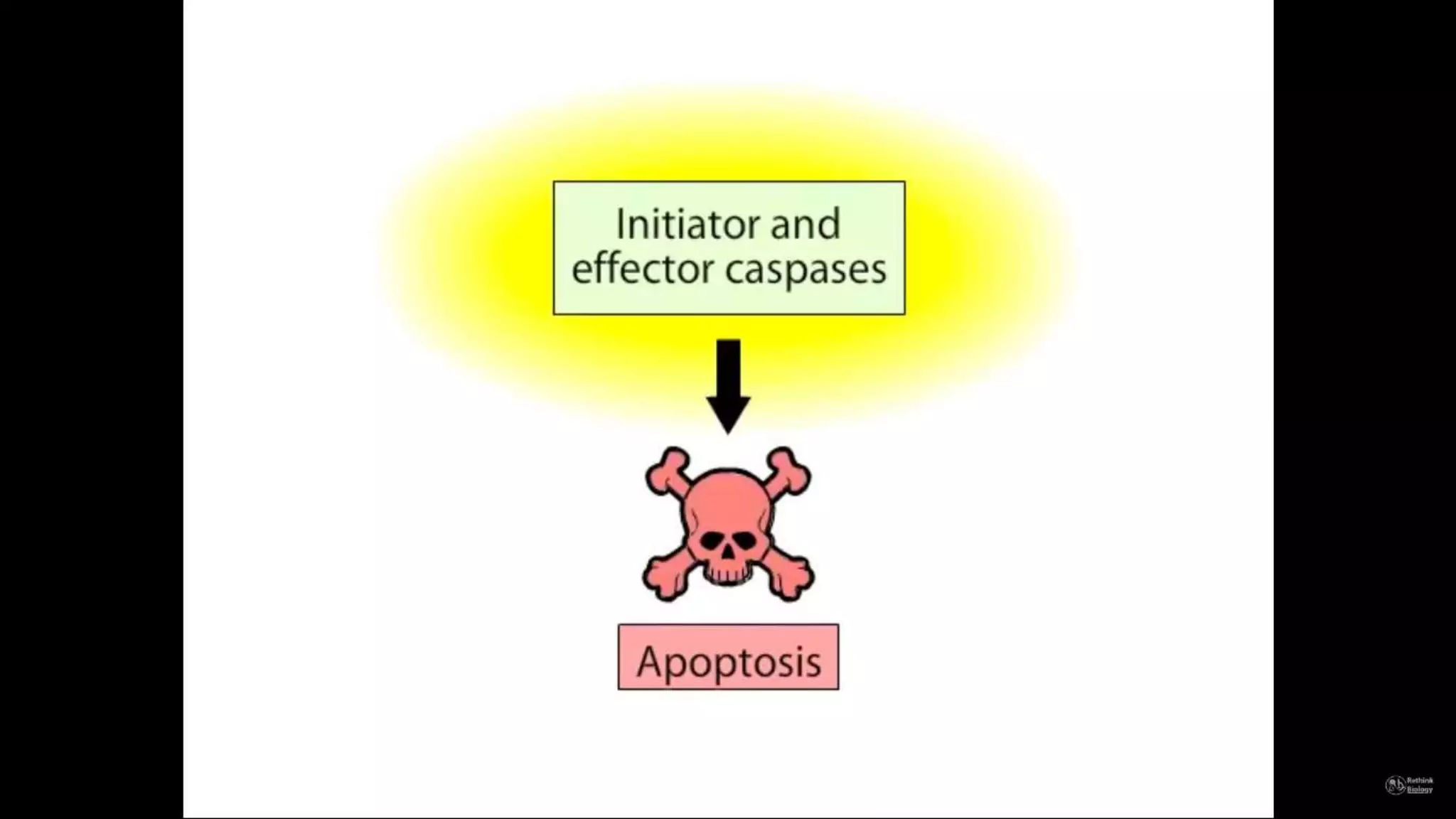 Apoptosis my ppt | PPTX | Biological Sciences | Science