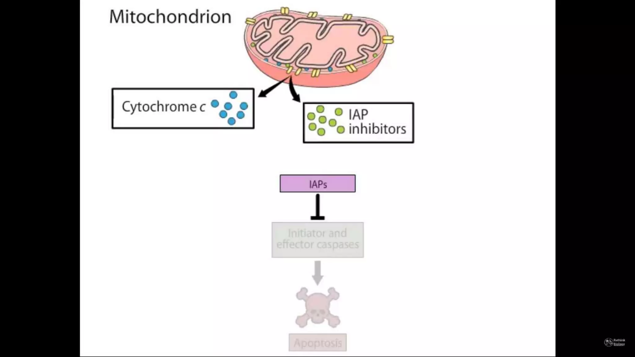 Apoptosis my ppt | PPT