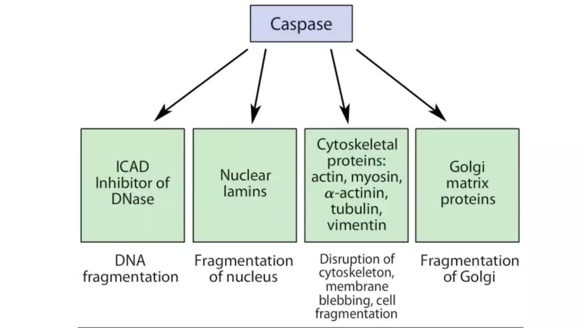 Apoptosis my ppt | PPT