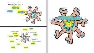 Apoptosis my ppt | PPT